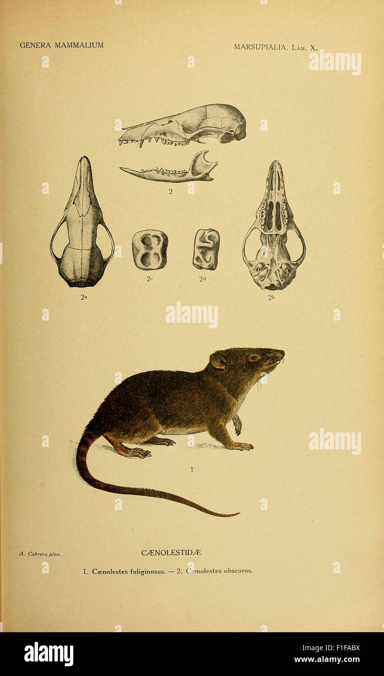 An illustration from *Genera Mammalium*, showcasing various mammal ...