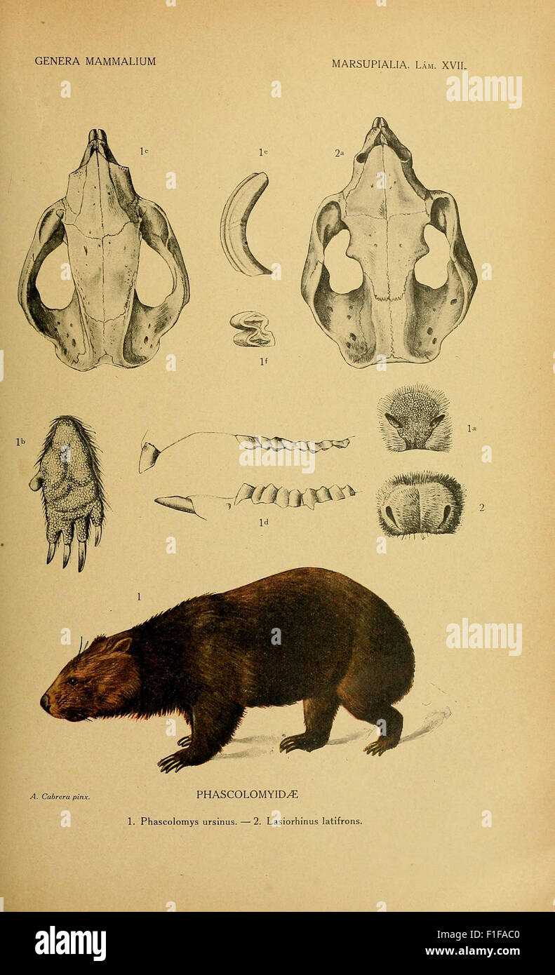 A historical text detailing the classification of mammals, with a focus ...