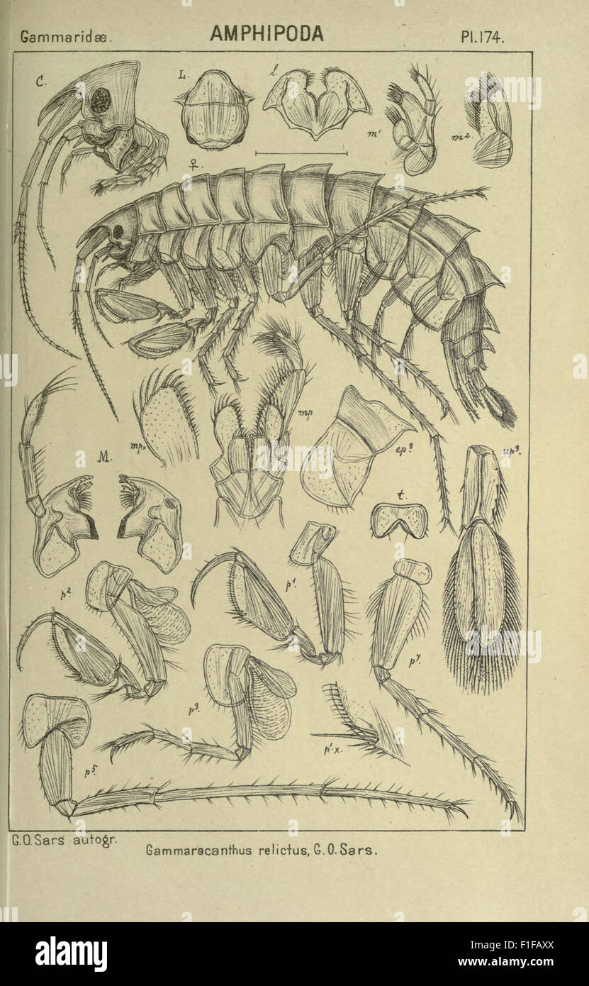 Different crustacean forms hi-res stock photography and images - Alamy