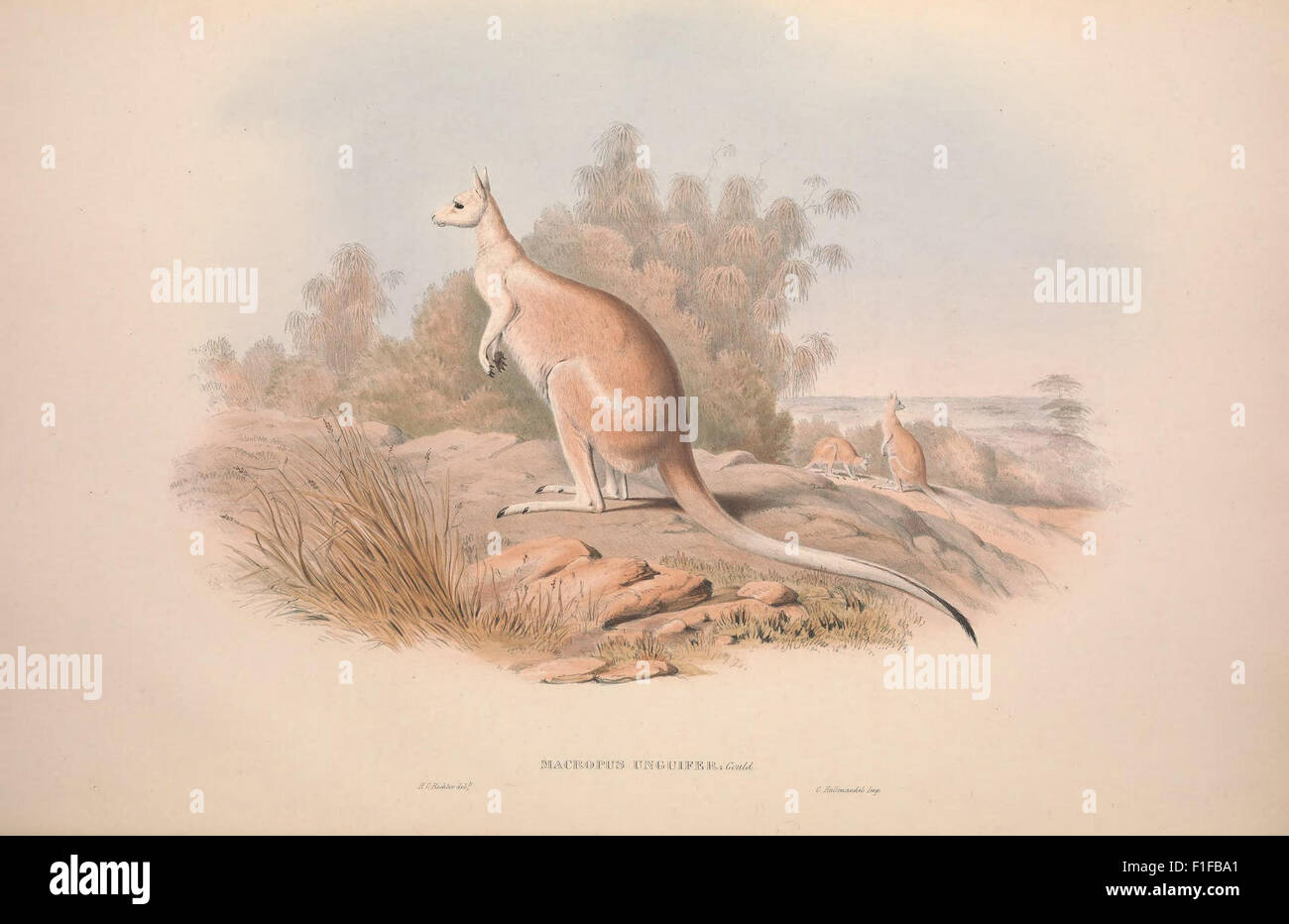 *A Monograph of the Macropodidæ* is a detailed study of the kangaroo ...