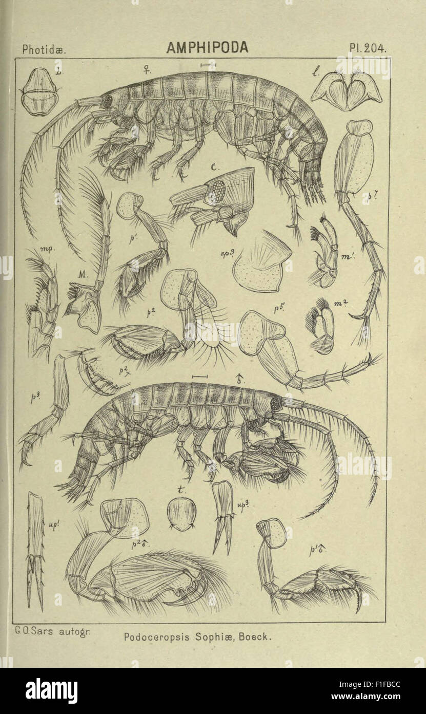 Understanding crustacean anatomy hi-res stock photography and images ...