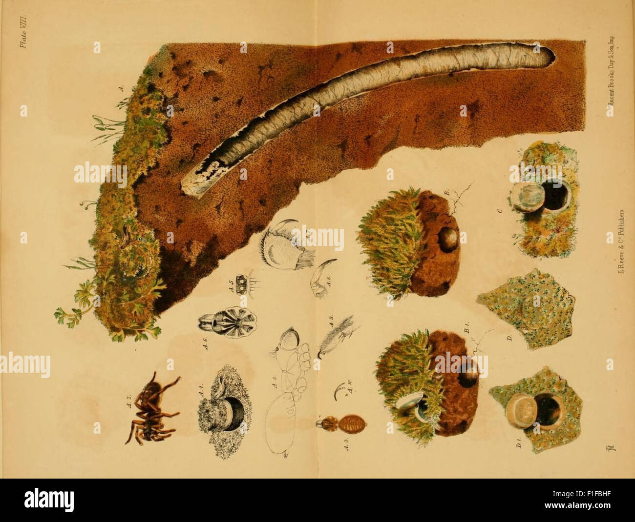 Harvesting ants and trap-door spiders Stock Photo - Alamy