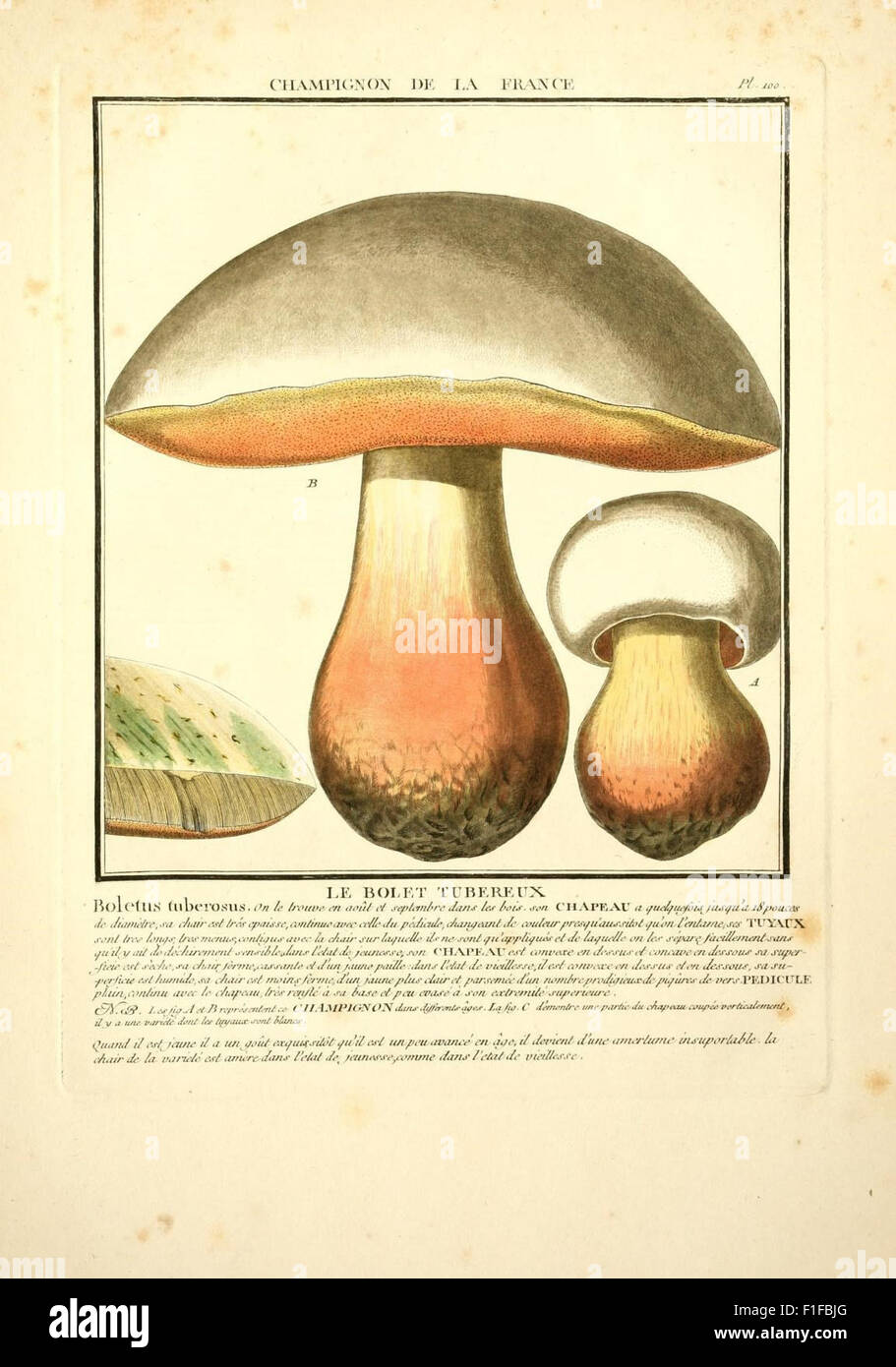 A botanical work detailing the plants of France, including medicinal ...