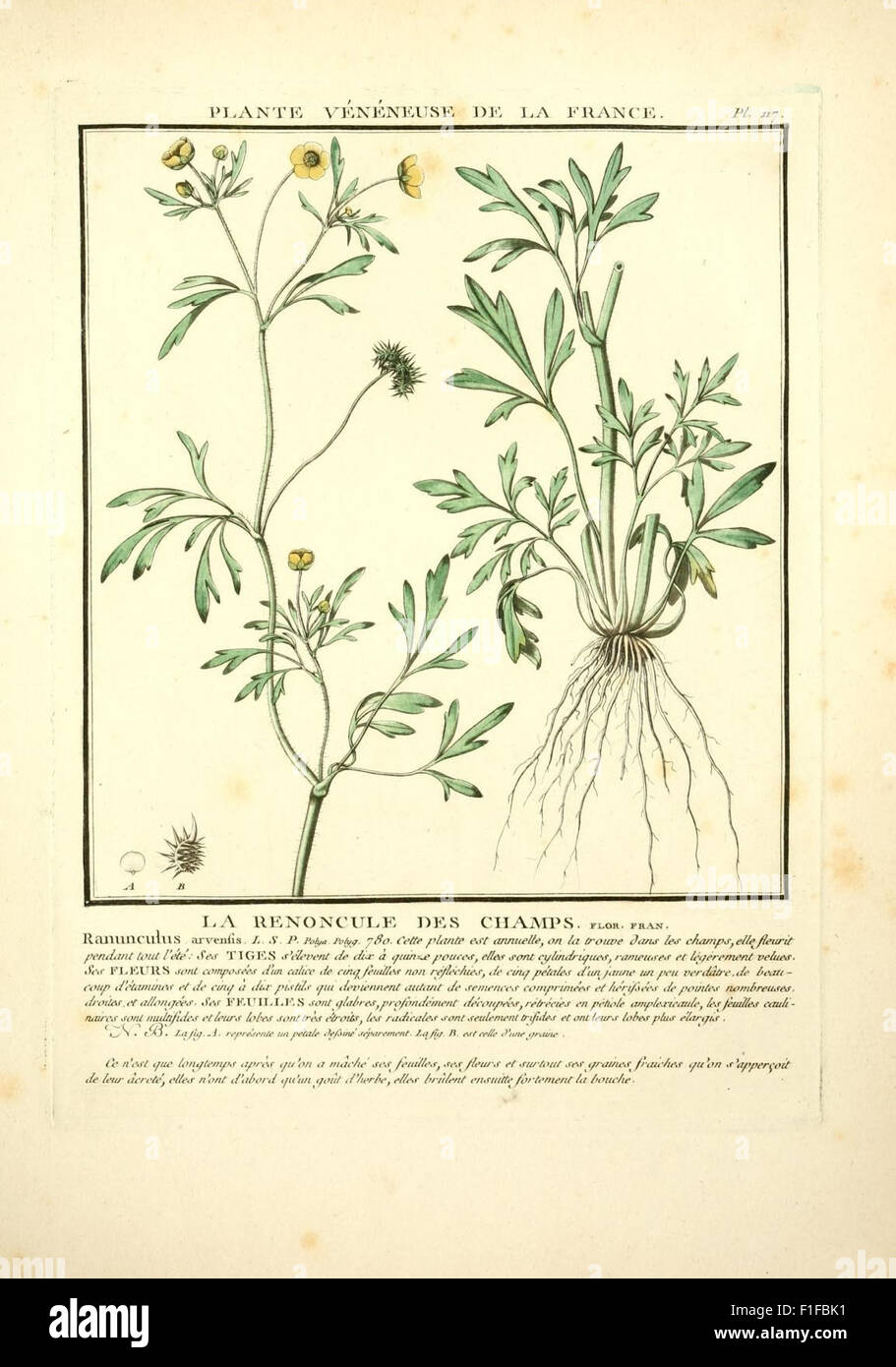 A vintage botanical catalog featuring the medicinal plants of France ...