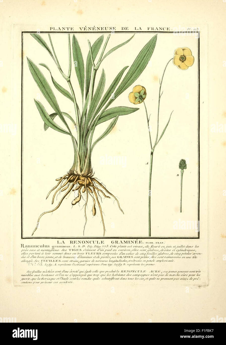 An illustration from *Herbier de la France*, showcasing medicinal ...