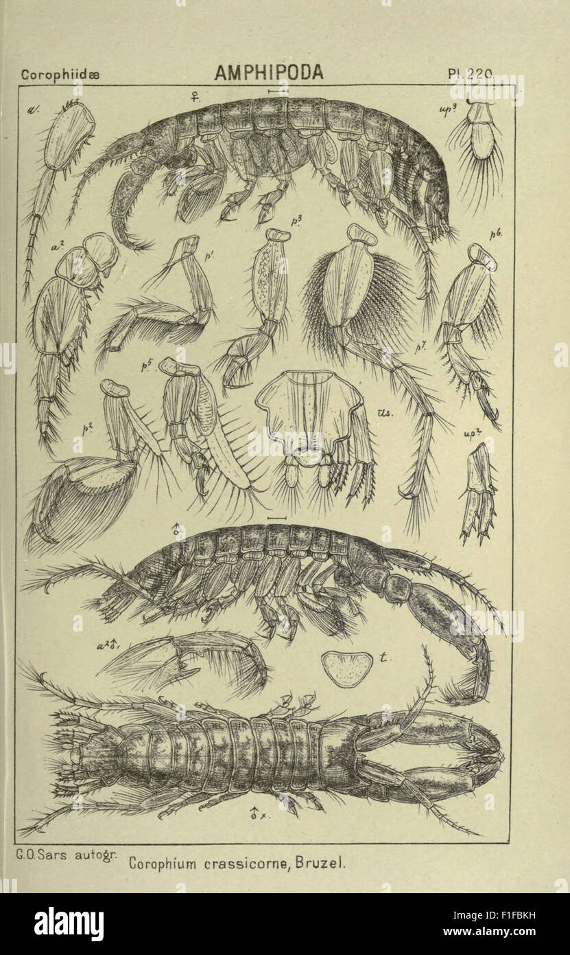A scientific account detailing the crustaceans of Norway, including ...