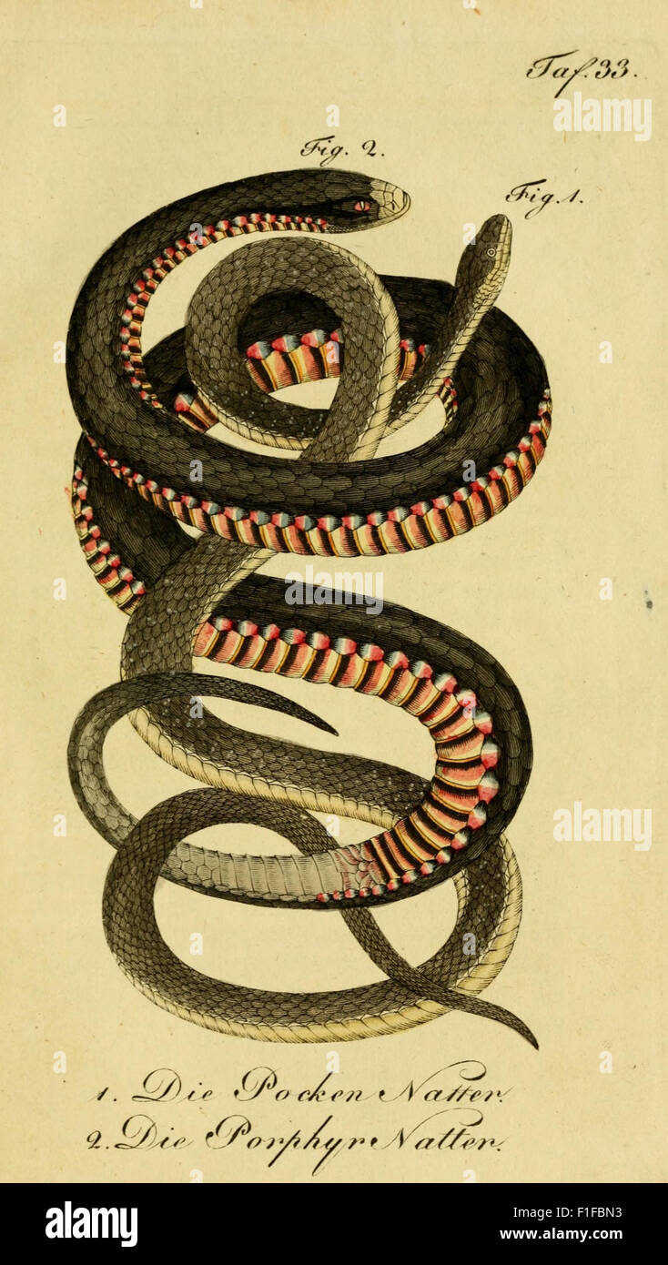 A historical work on amphibians, reptiles, and four-legged animals ...