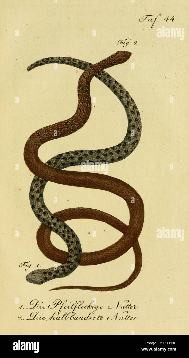 This work by Baron de la Cepède covers the natural history of ...