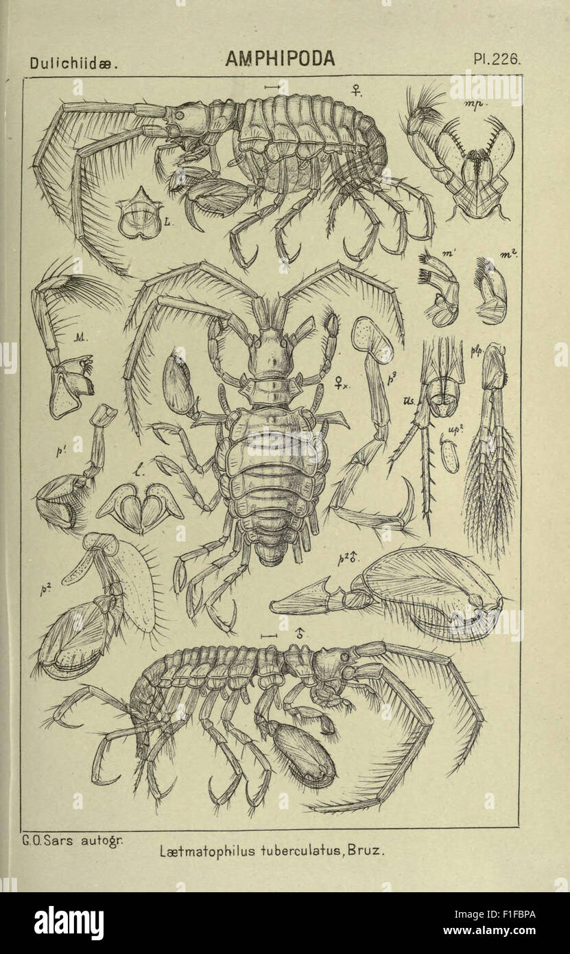 This work focuses on the crustacean species found in Norway, providing ...