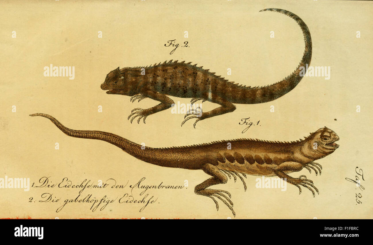 Herrn de la Cepede's Naturgeschichte der Amphibien, oder der ...