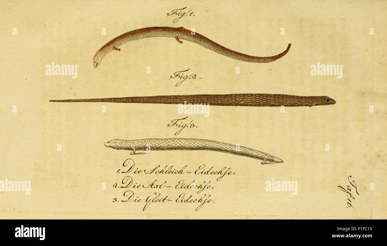 This work presents a detailed natural history of amphibians and ...