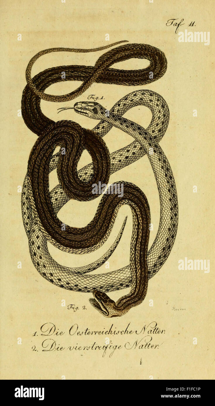 This illustration is from 'Naturgeschichte der Amphibien', a historic ...