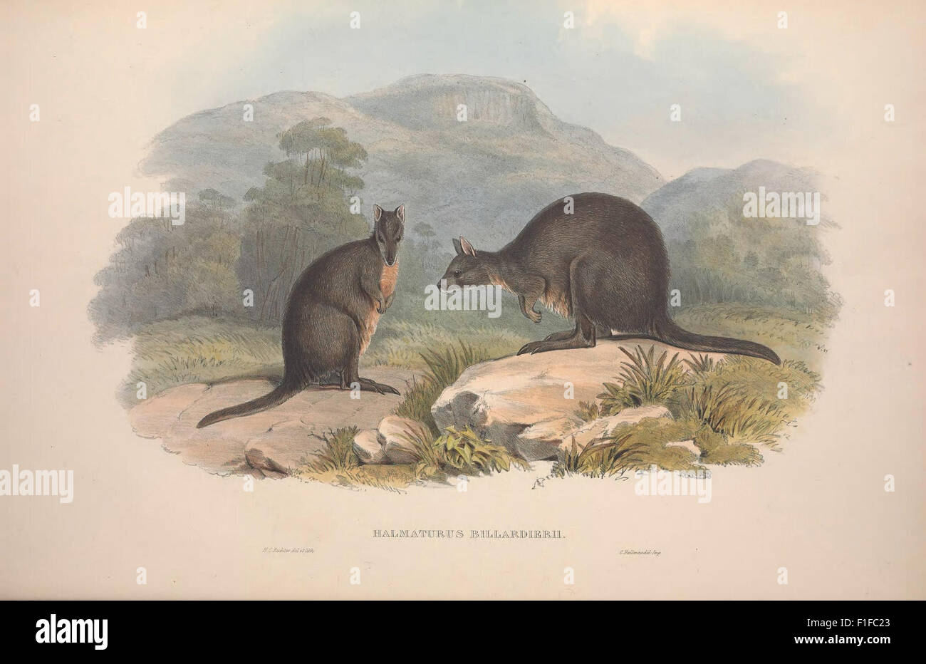 This monograph presents a comprehensive study of the Macropodidae ...