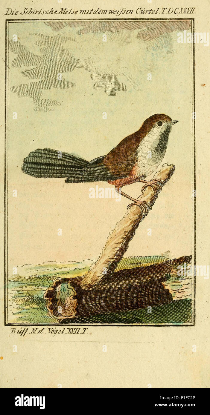 This historical bird classification work by Buffon outlines the natural ...