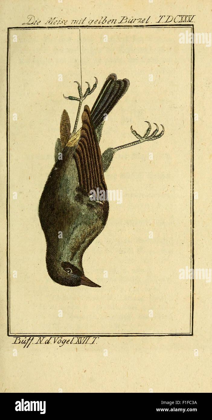 This volume of Buffon’s Natural History of Birds features detailed ...