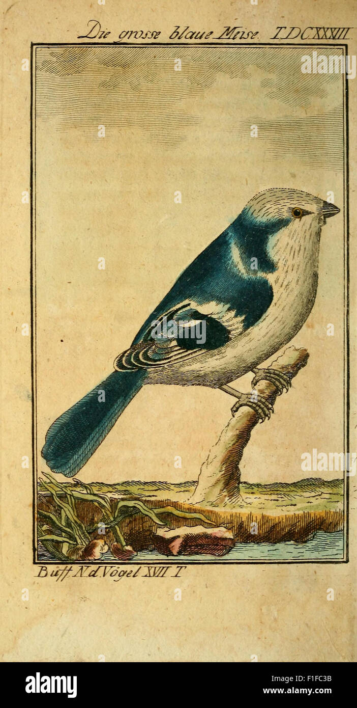 This historical work by Buffon on the natural history of birds examines ...