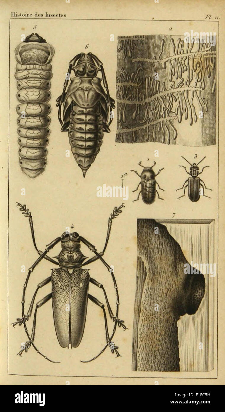 This plate from 'Histoire des Insectes' provides detailed illustrations ...
