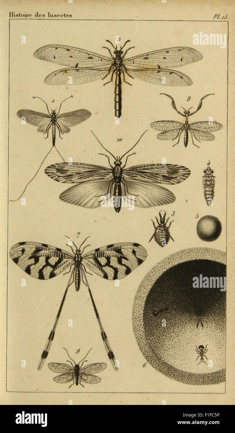 *Histoire des Insectes* is a historical work documenting insects, with ...