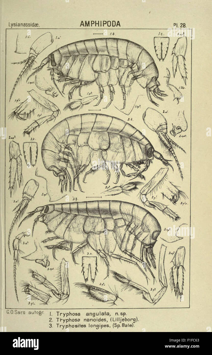 This work offers a detailed account of crustacean species found in ...
