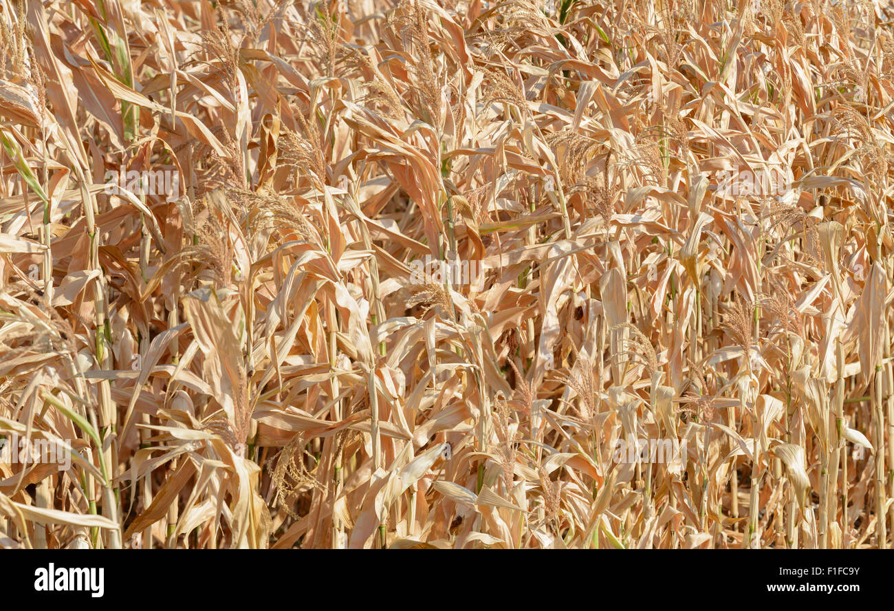 Golden colored cornfield of thick-set of ripe corn plants as natural ...