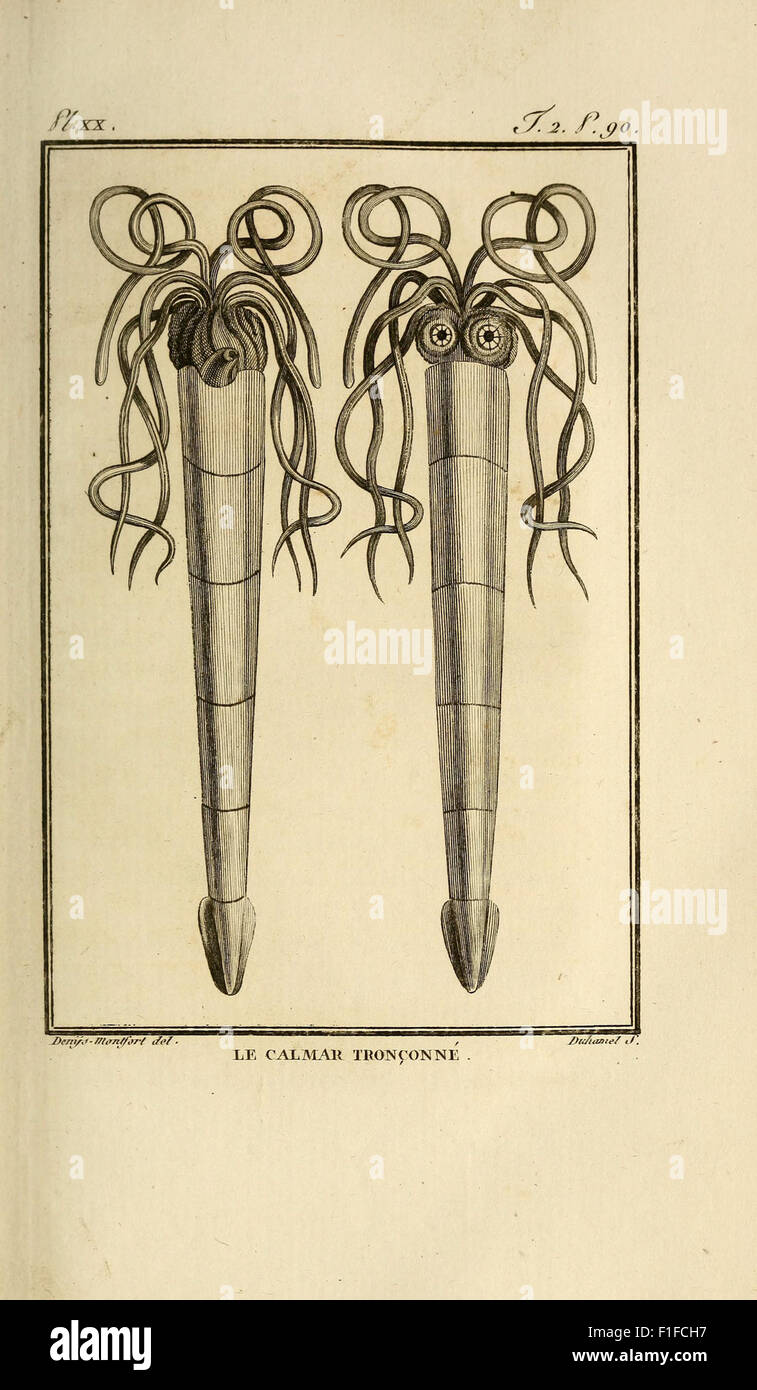 Understanding molluscan anatomy hi-res stock photography and images - Alamy