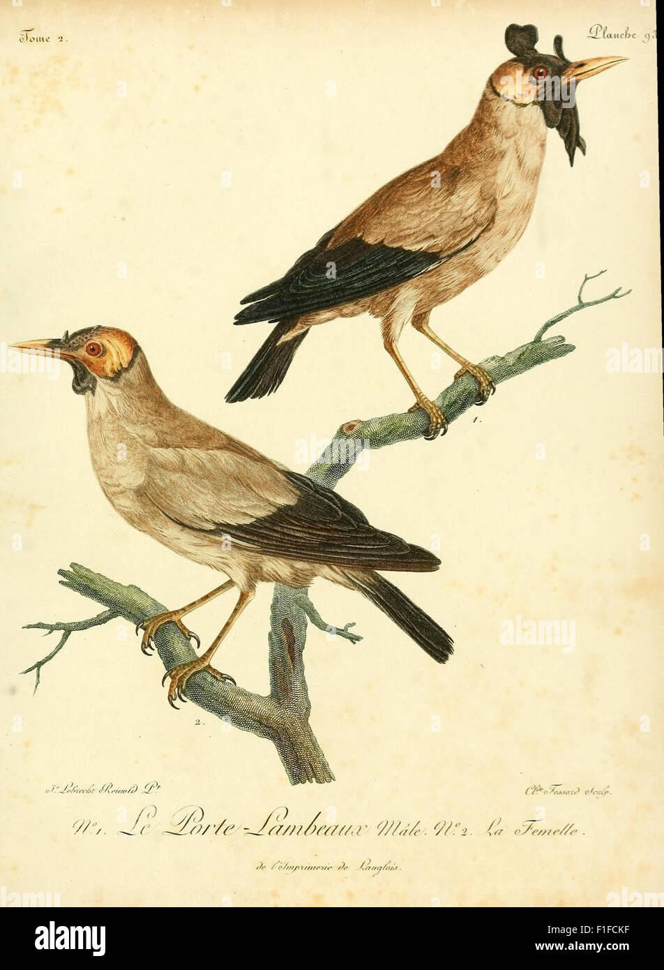 A historic work on the natural history of African birds, featuring ...