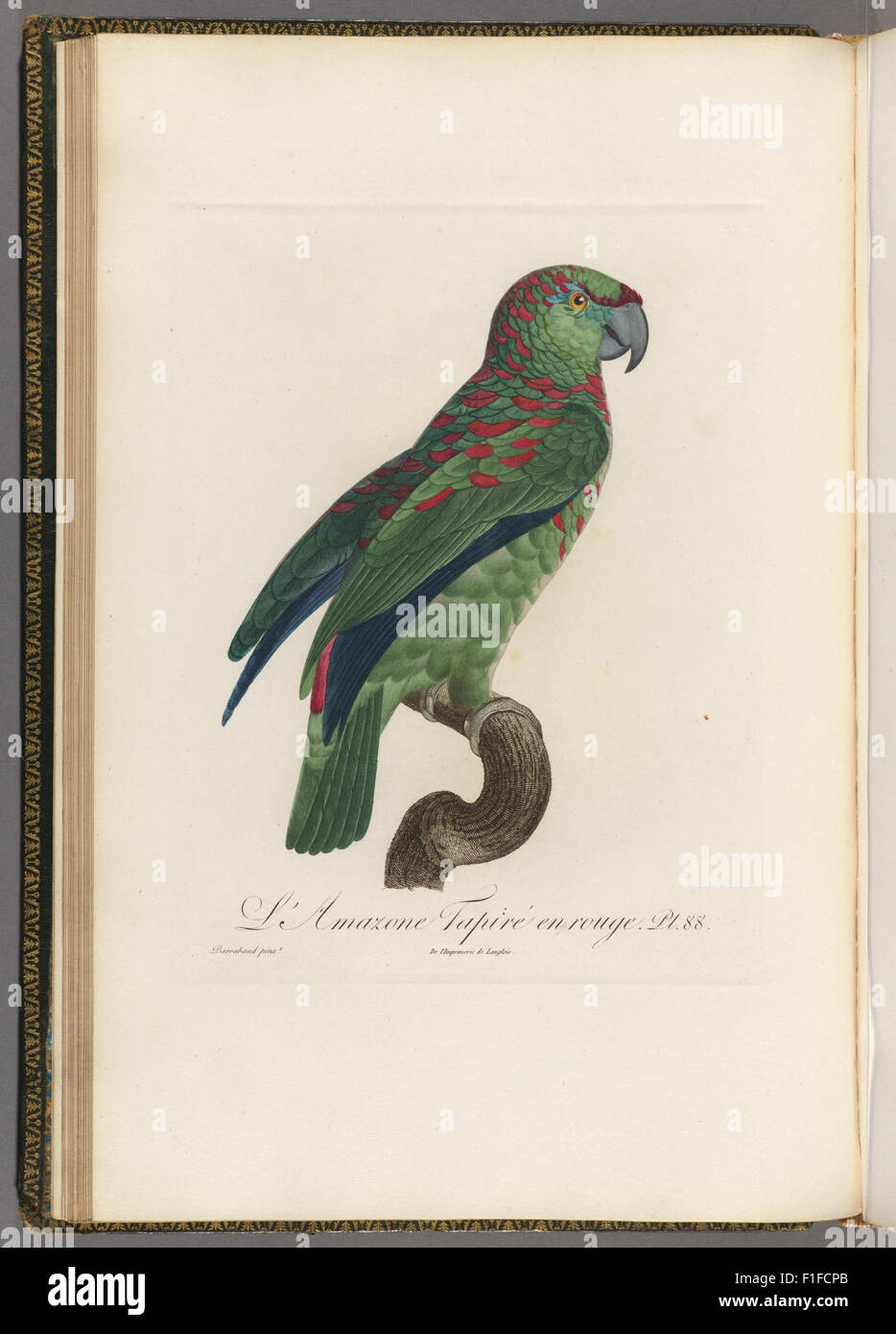 This natural history work focuses on parrots, detailing their ...