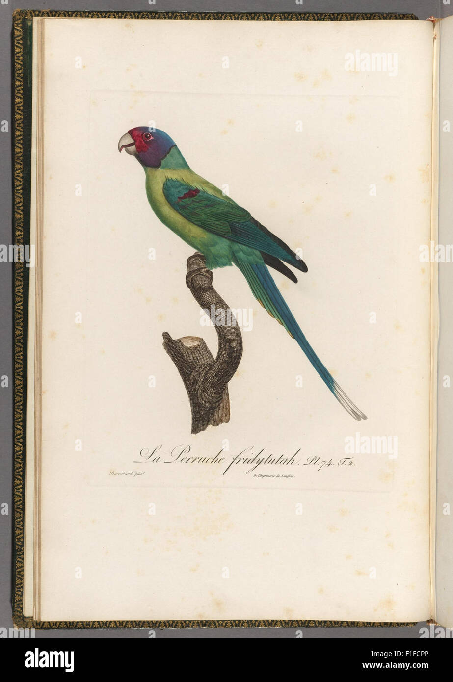 This work provides a detailed natural history of parrots, including ...