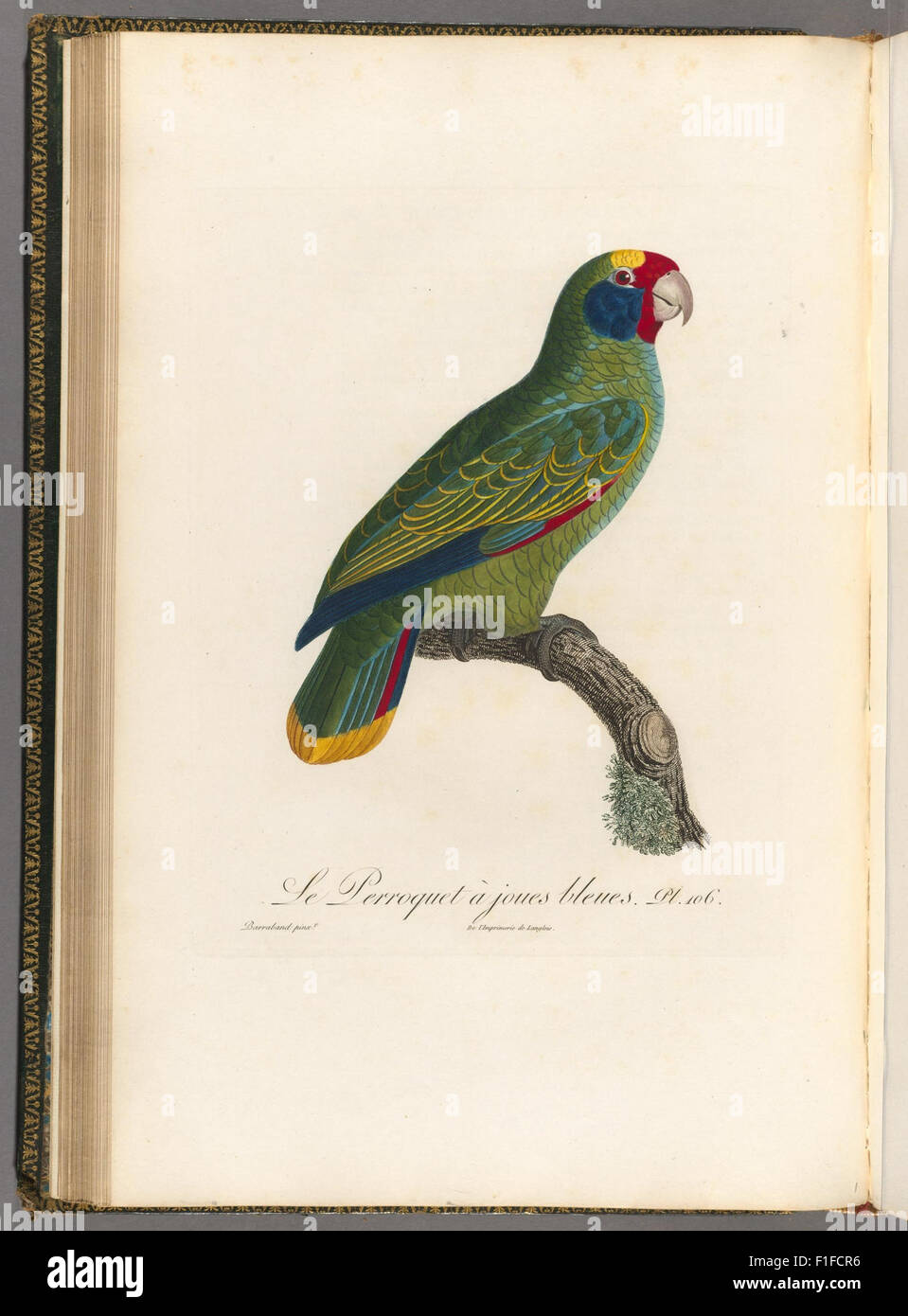 This historical work on parrots offers a detailed study of their ...