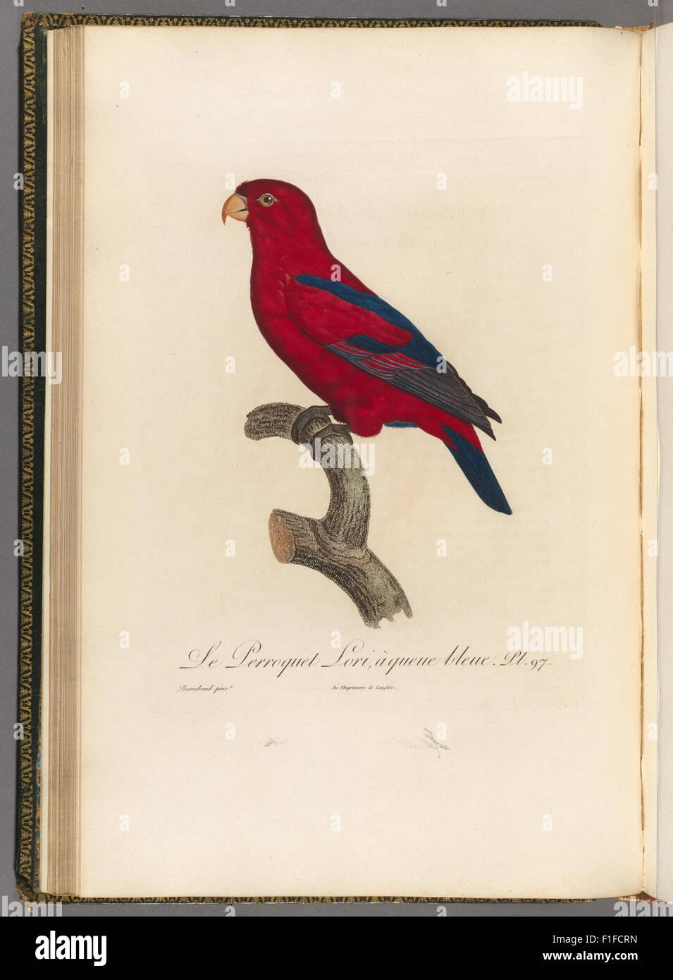 A historical work on the natural history of parrots, featuring detailed ...