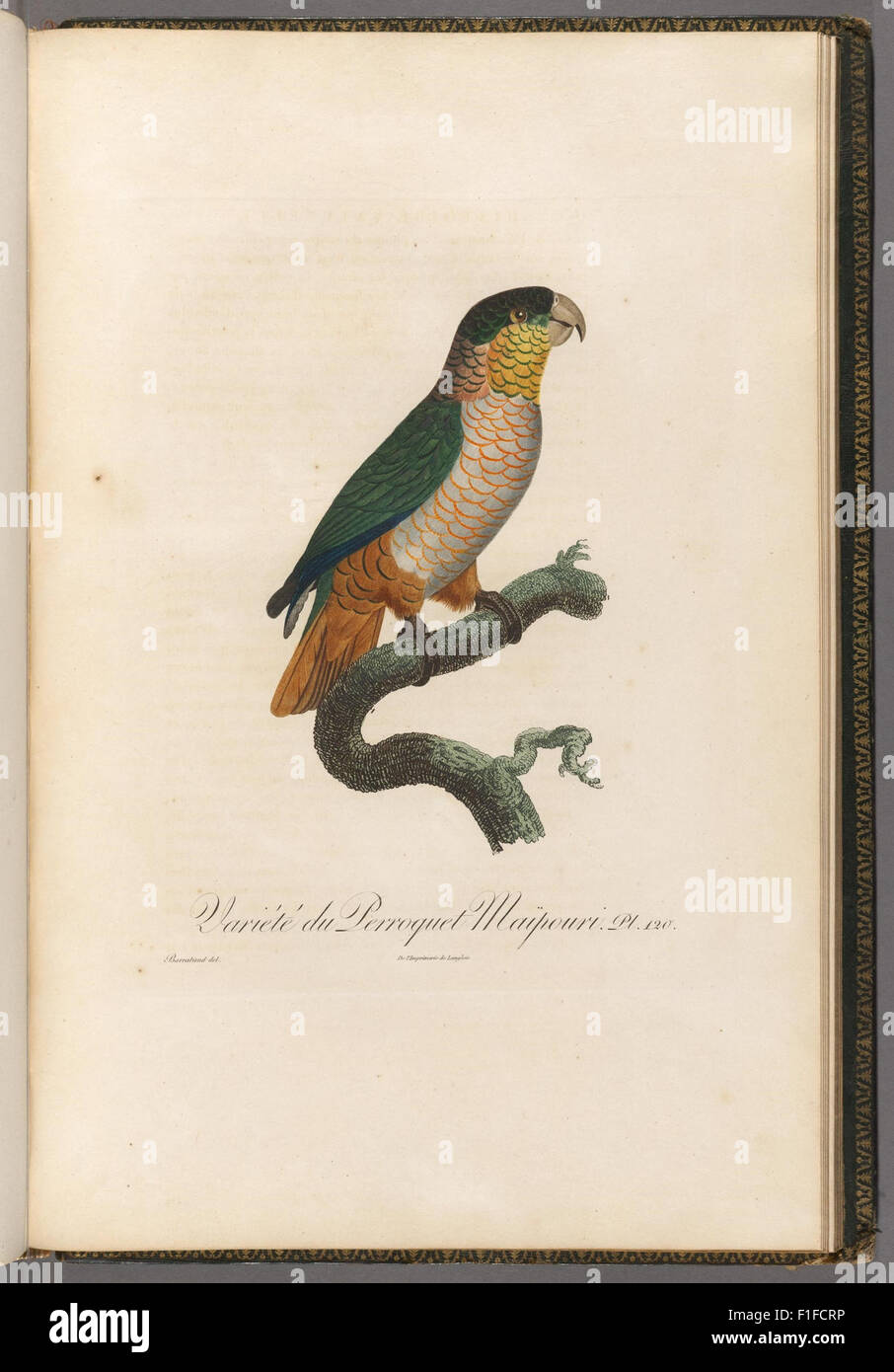 This historical work focuses on the natural history of parrots ...