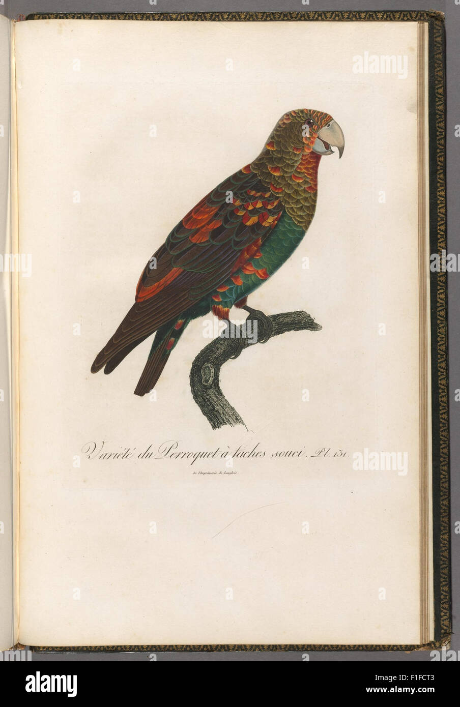 This vintage work on the natural history of parrots provides detailed ...