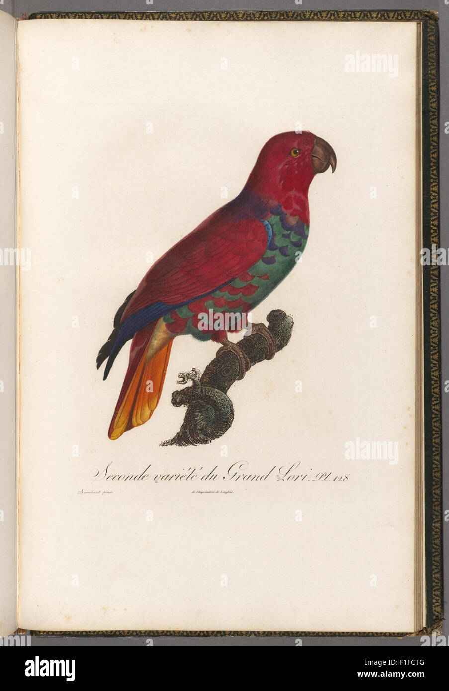 This historical work presents a detailed account of parrots, covering ...