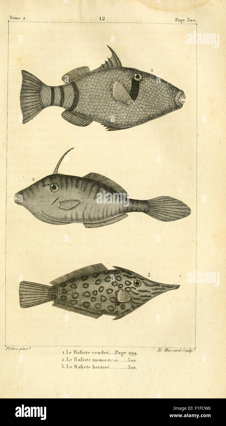 'Histoire Naturelle des Quadrupèdes-Ovipares' is a natural history work ...