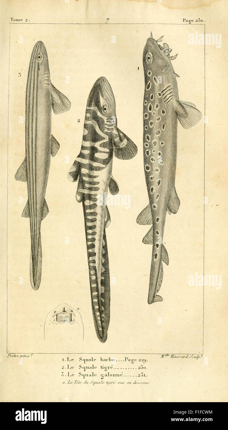 This work on the natural history of quadrupeds and oviparous animals ...