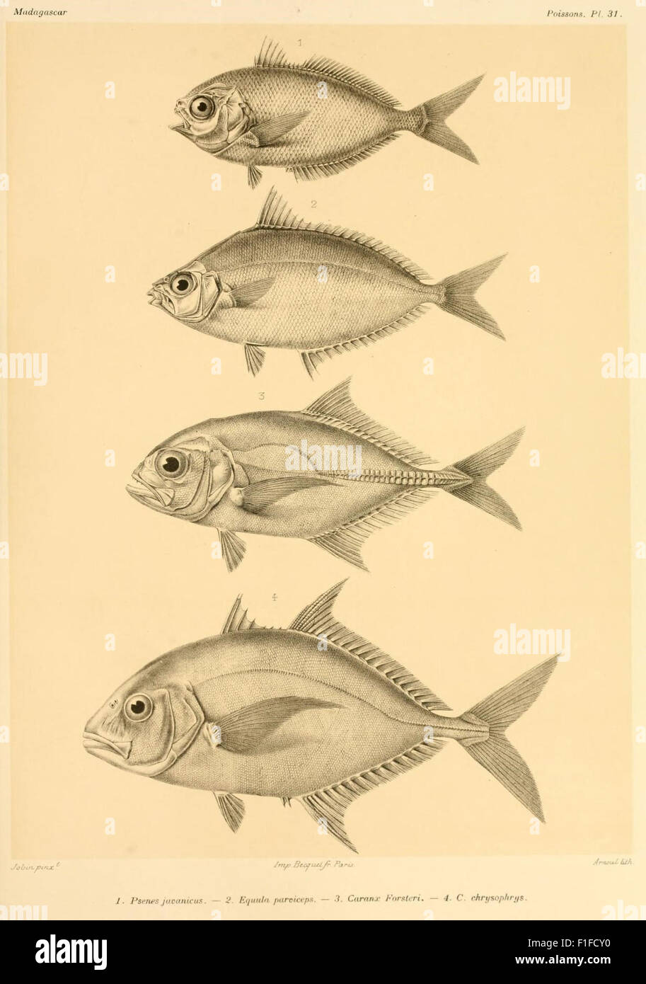 This 19th century work explores Madagascar's natural history, politics ...