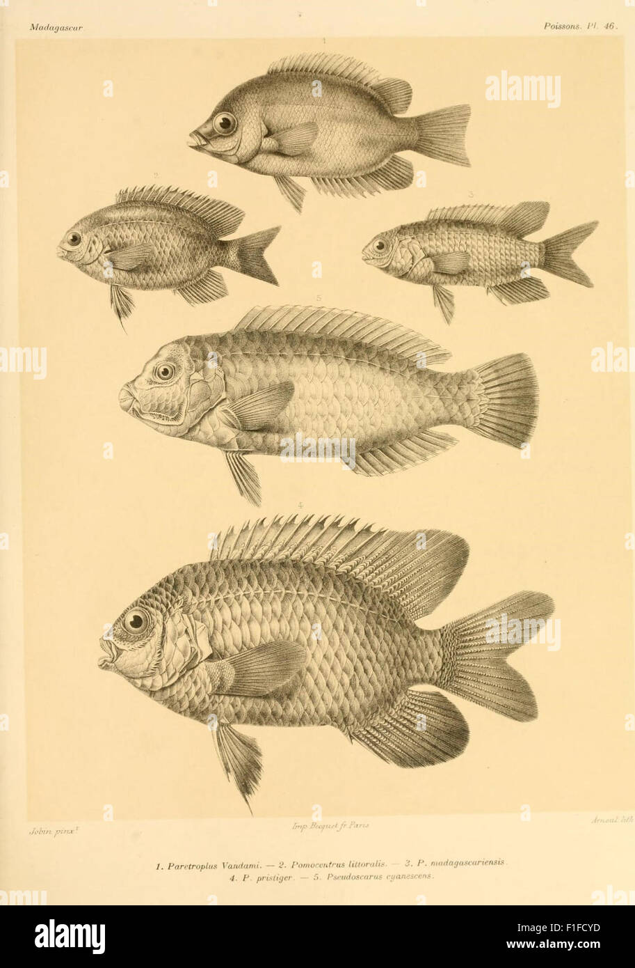 A historical account of Madagascar's geography, natural history, and ...