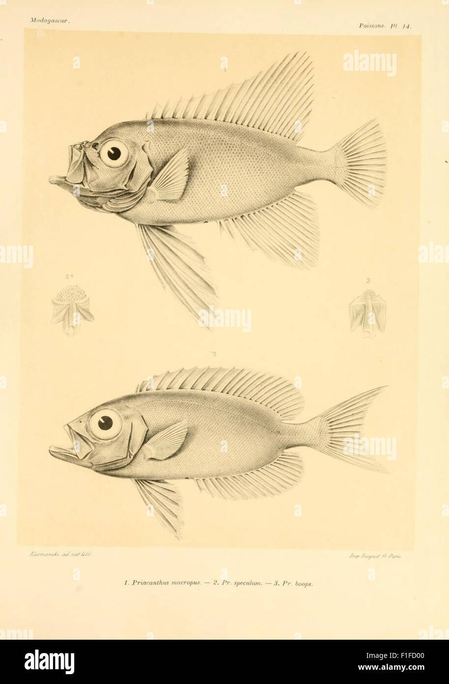 This work provides a comprehensive description of Madagascar's physical ...