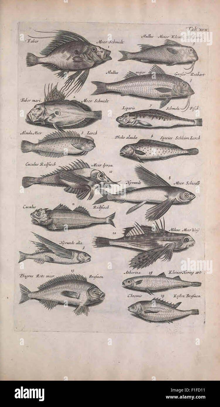 This historical work on natural history details the study of quadrupeds ...