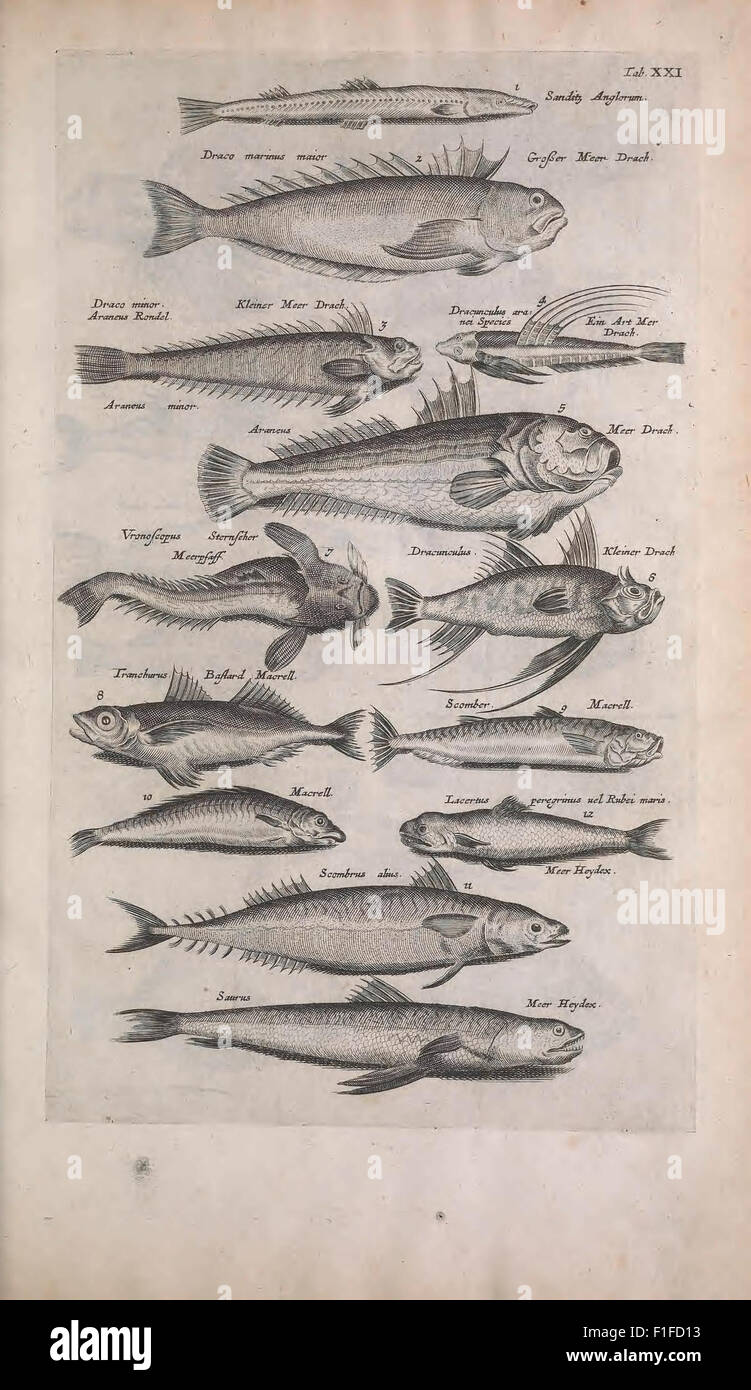 This historical work discusses the natural history of quadrupeds (four ...