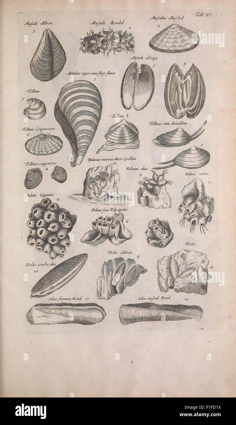 'Historiae Naturalis de Quadrupedibus' is an early zoological work ...