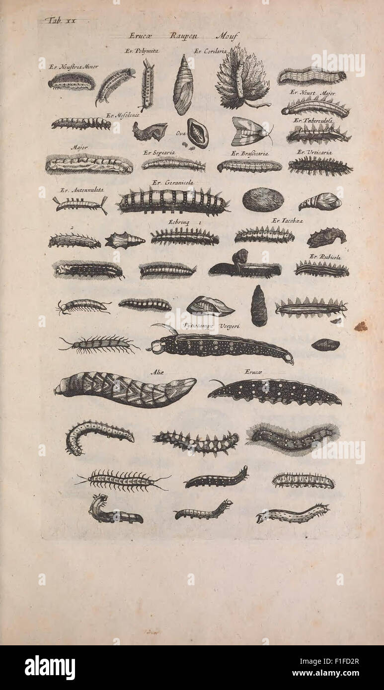 *Historiae naturalis de Quadrupedibus* provides a natural history of ...