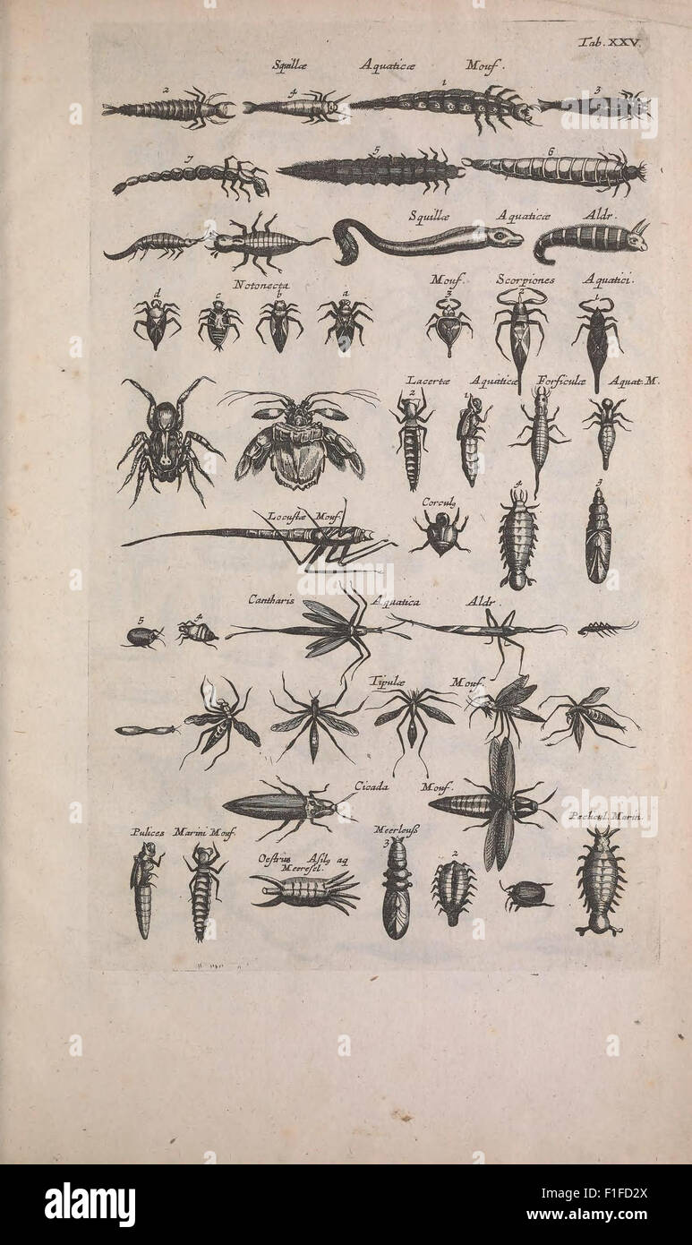 An early work on natural history, focusing on quadrupeds, with ...