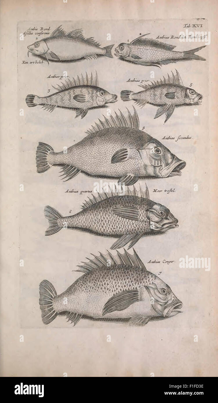 This early work provides descriptions of quadrupeds (four-legged ...