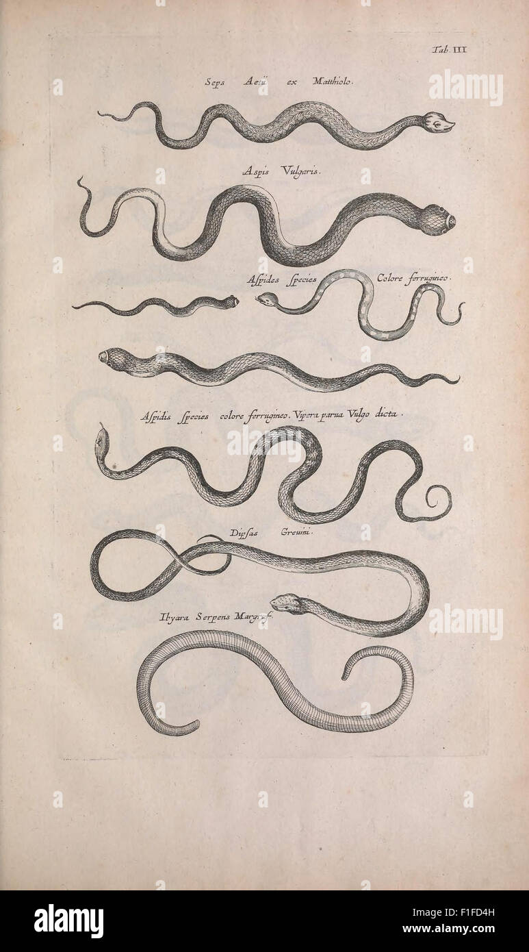 A vintage work on the natural history of quadrupeds, focusing on the ...