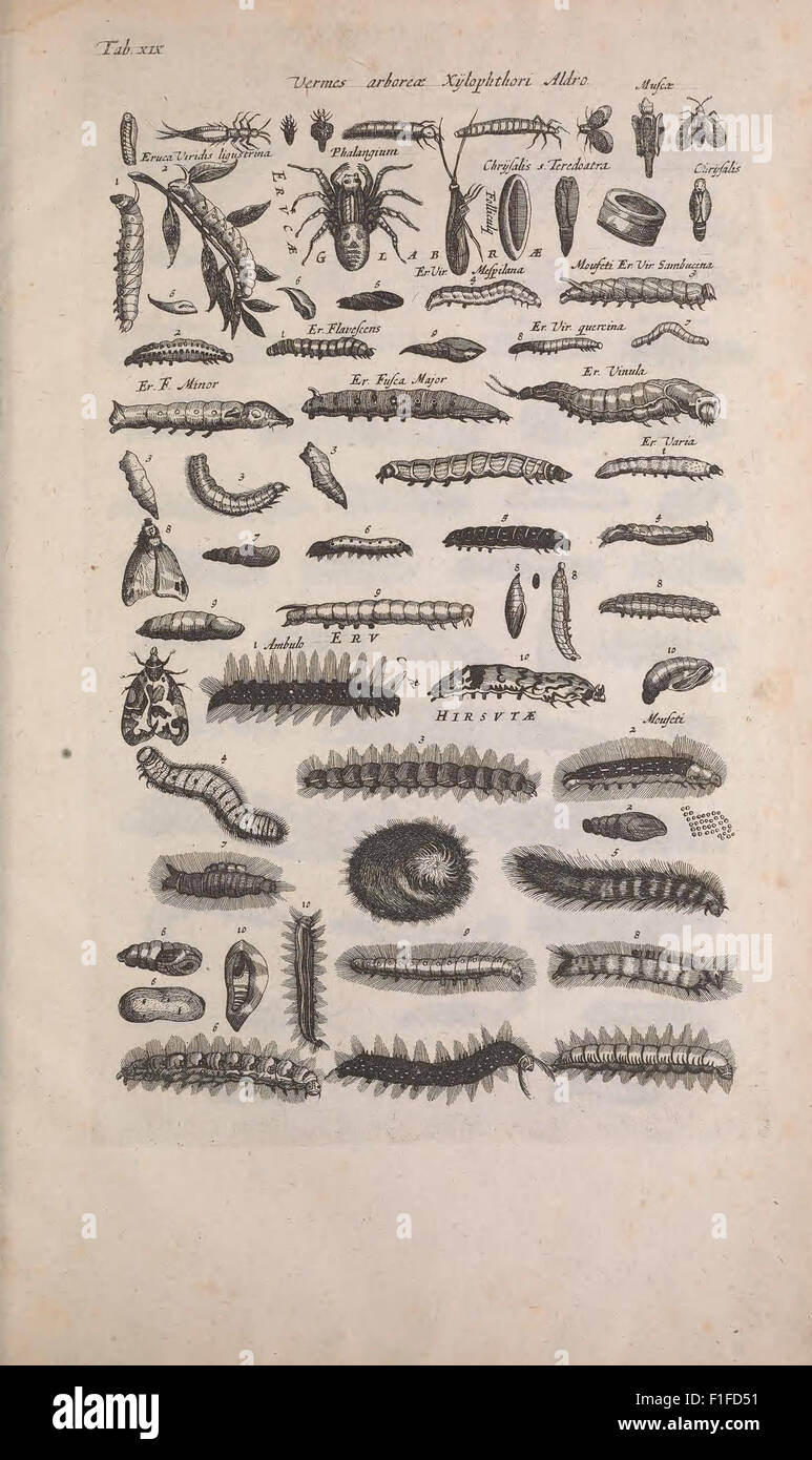 'Historiae naturalis de quadrupedibus' is a natural history book ...