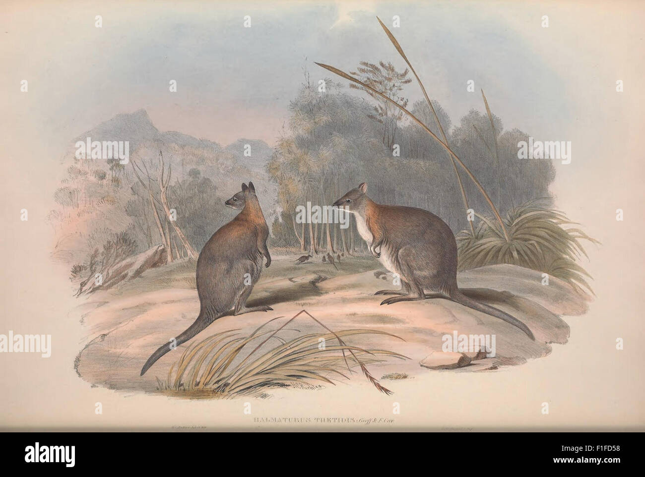 This monograph provides an in-depth study of kangaroos, members of the ...