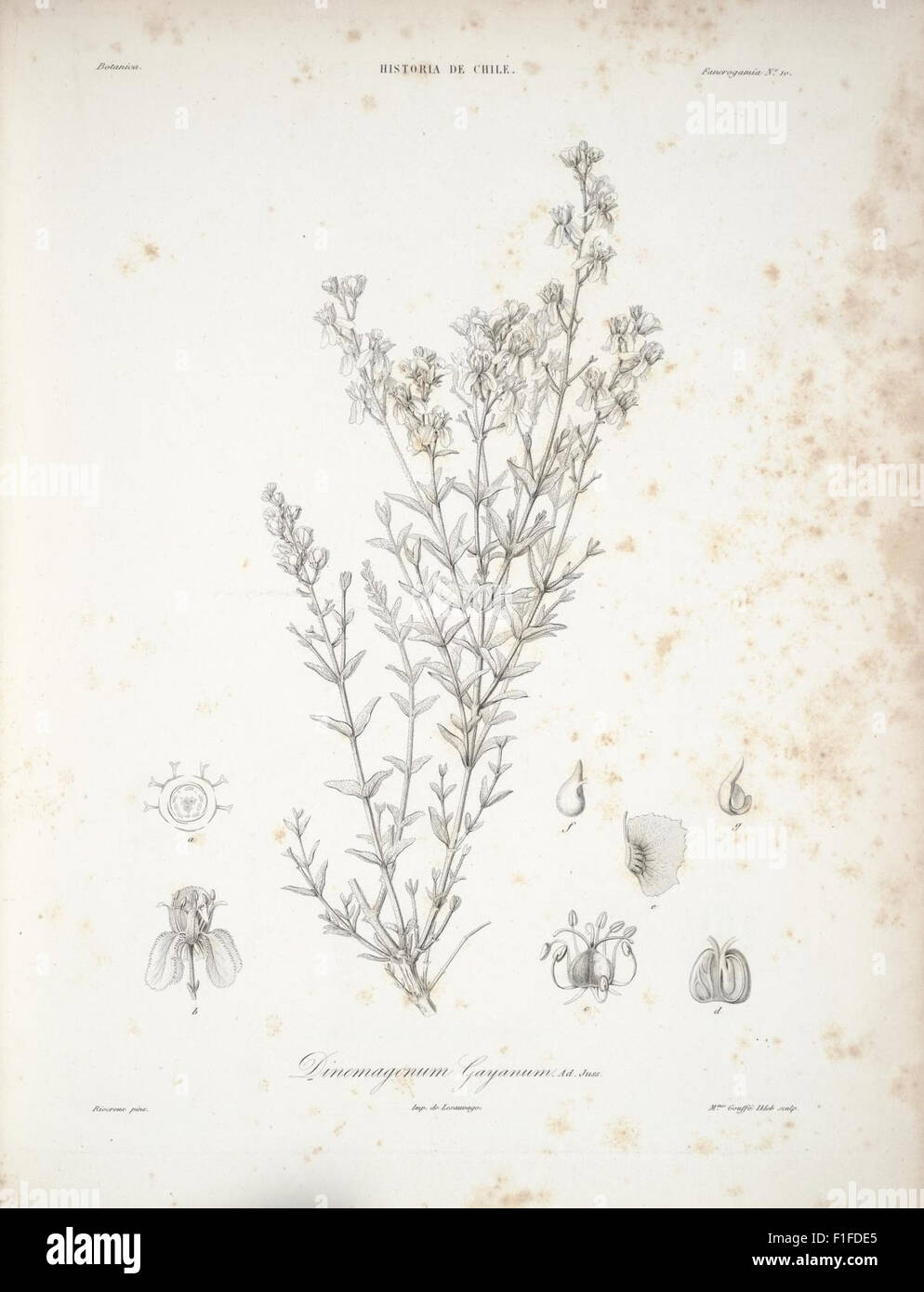 *Historia fisica y politica de Chile* (Physical and Political History ...