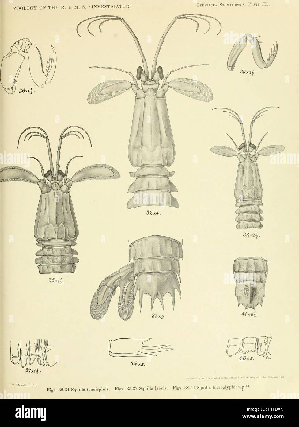 This work details the Stomatopoda (mantis shrimp) species from the Indo ...
