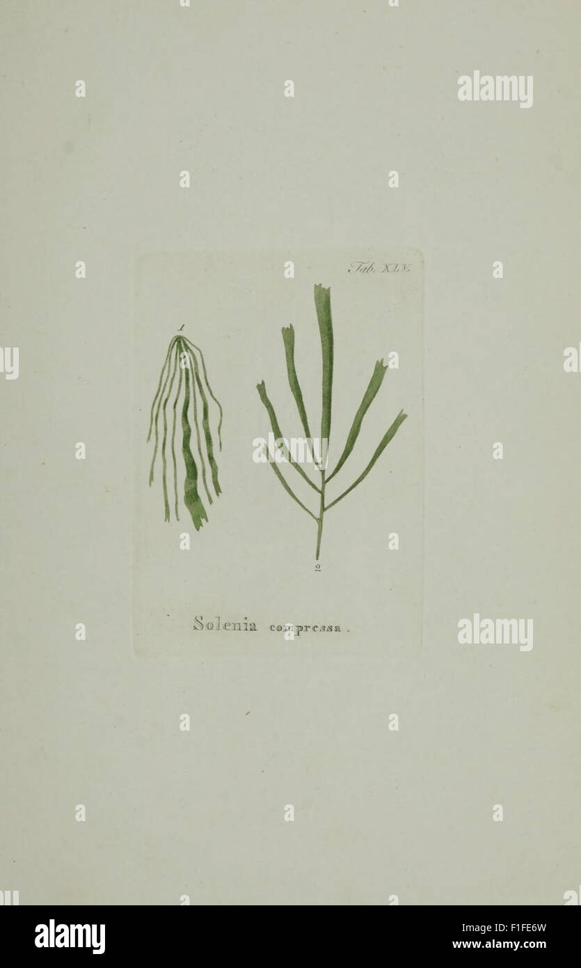 *Hydrophytologiae Regni Neapolitani icones* illustrates the aquatic ...